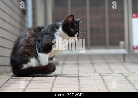 kitten is resting in a bizarre posture Stock Photo - Alamy