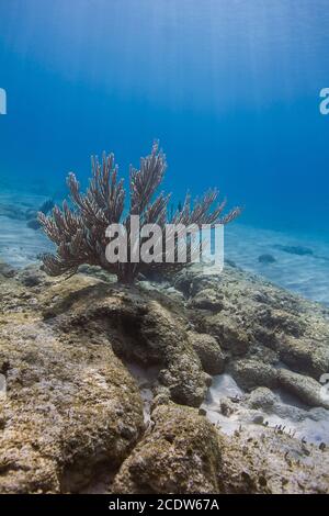 Deep water gorgonian with sponges and coral very deep on coral reef ...