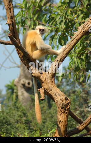 Golden Langur (Trachypithecus geei) in tree, Chakrashila, Assam, India ...