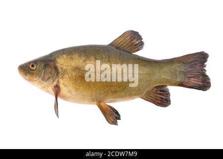 Freshwater fish tench isolated on white background Stock Photo - Alamy