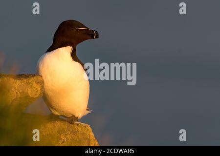 Razorbill from iceland Stock Photo - Alamy
