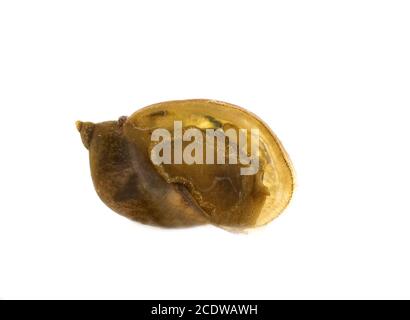 Physa marmorata in front of white background Stock Photo - Alamy
