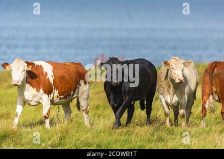 Flock of cows on a meadow Stock Photo - Alamy