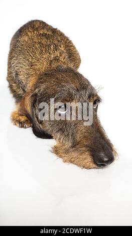 Sad wiener dog Stock Photo - Alamy