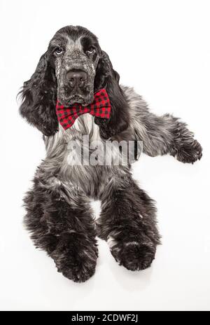 Cute cocker spaniel with bow tie lying on purple background Stock Photo ...