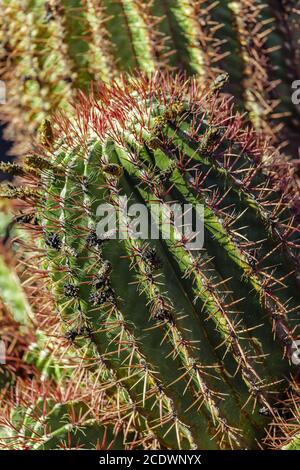 Mexican Lime Cactus (Ferocactus pilosus) barrel cactus blooming Stock ...