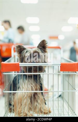 A selective focus shot of a cute Australian Shepherd purebred dog Stock ...