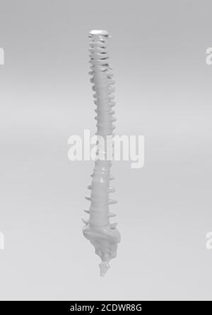 Human Spine. Black and white illustration Stock Photo - Alamy