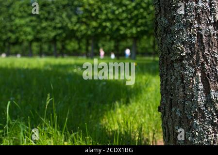 Shallow focus shot of big light brown cow Stock Photo - Alamy