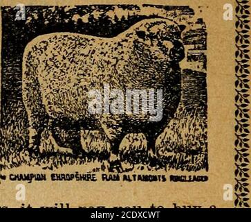 Domestic Sheep, Southdown ram and ewes, with raddle dye on chest ...