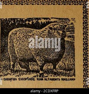 Domestic Sheep, Southdown ram and ewes, with raddle dye on chest ...