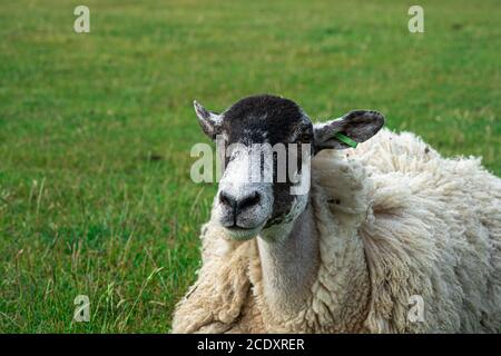 Side view of sheep's head Stock Photo - Alamy