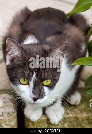 Tabby cat focused on its prey on the green grass. Stray cat feeding ...