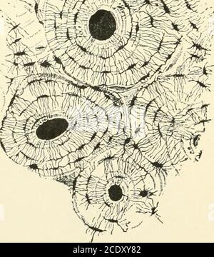 . Kirkes' handbook of physiology . amount of fibrous tissue, and lined ...