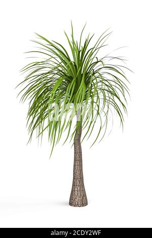 Palm and coconut tree at the garden in black white mode photo taken in ...