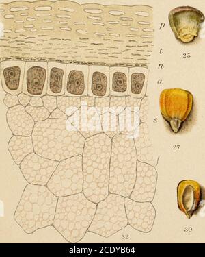 . Xenia, or the immediate effect of pollen, in maize . 40. 8 Stock ...