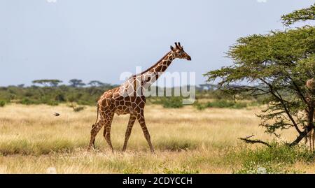 some giraffe walk through the savannah between the plants. Nature ...