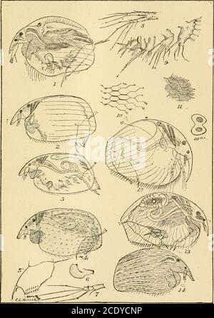 . A final report on the Crustacea of Minnesota, included in the orders ...