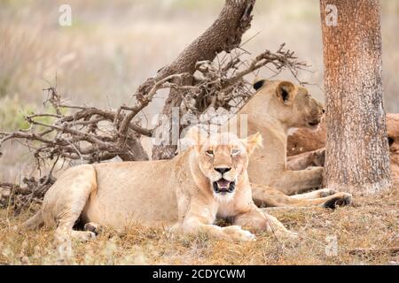 Two lions rest in the shade of a tree in Tanzania's Serengeti National ...