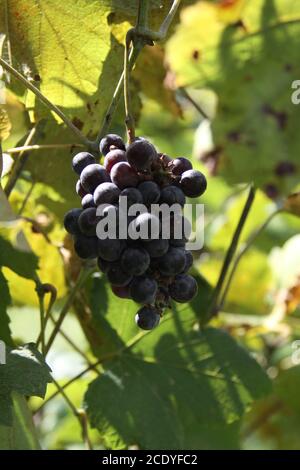The red wine grapes of Defiance Ridge Vineyard I Defiance, Missouri ...