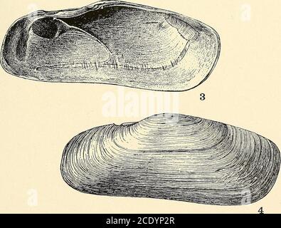 . Maryland geological survey . MOLLUSCA PELECYPODA. PLATE LVII. PAGE ...