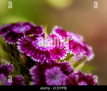 Turkish carnation in bloom Stock Photo - Alamy