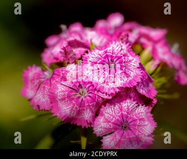Turkish carnation flowers Stock Photo - Alamy