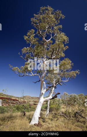 Ghost Gum, Corymbia Aparrerinja, Eucalyptus tree in outback Central ...