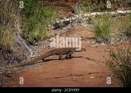 Sand Goanna (Bungarra) - Western Australia Stock Photo - Alamy