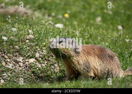 Alpine Marmot Marmota Marmota Switzerland Alps Mountains Stock Photo ...