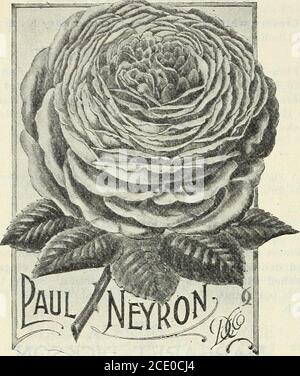 Pink double flowers of the highly scented David Austen English rose ...