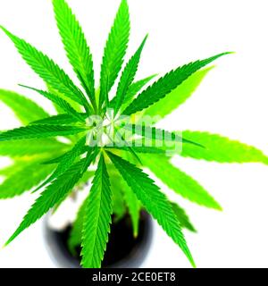 top view of medical cannabis leaf, clipboard with cbd molecule ...