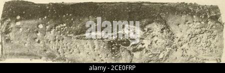 . Endothia parasitica and related species . i Stock Photo - Alamy