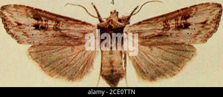 . The moths of the British Isles . 2 PL 14- I, 2. Red Sword-grass, male ...