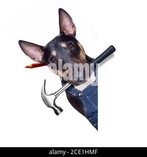 handyman pit bull terrier dog worker with work tool in mouth, ready to ...