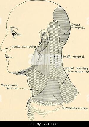 . Regional anesthesia : its technic and clinical application . Fig. 98 ...