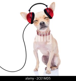 Dog in headphones isolated on white Stock Photo - Alamy