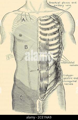 . Regional anesthesia : its technic and clinical application . Fig. 208 ...