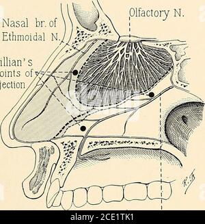 . Regional anesthesia : its technic and clinical application . al block ...
