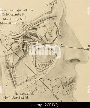 . Regional anesthesia : its technic and clinical application . al block ...
