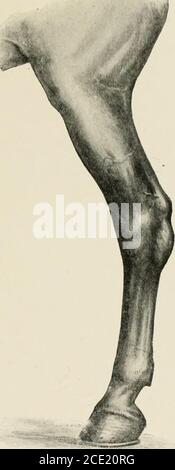 Horse's head as viewed from his back. Road in Protected Area Miraflor ...