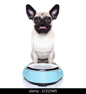 Surprised omg Dog Stock Photo - Alamy