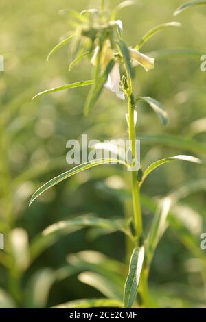 Okra plant with little okras on it getting ready for harvesting close ...