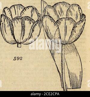 Semper Augustus Tulip 17th century Stock Photo - Alamy