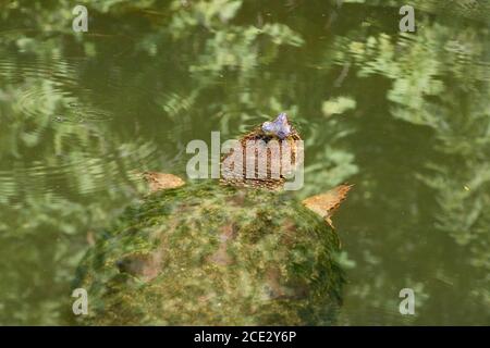 Sea turtle swimming in murky dark ocean water Stock Photo - Alamy
