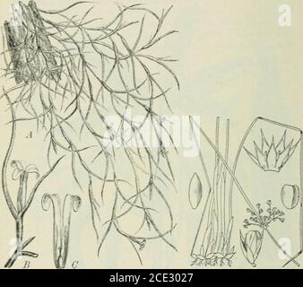 Manila hemp plant Stock Photo - Alamy