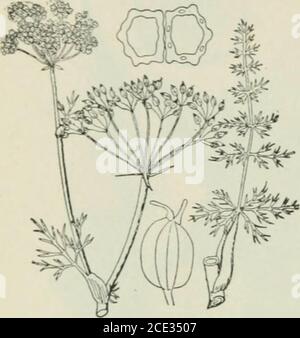 An introduction to botany, covering leaf forms and their positions ...