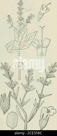 Thyme Thymus vulgaris and mint Mentha plants growing in yellow and ...