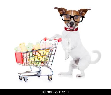 Funny Animal Shopper with a Supermarket Cart Stock Photo - Alamy