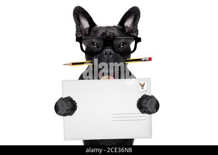 mail delivery french bulldog dog , holding pencil and post envelope ...
